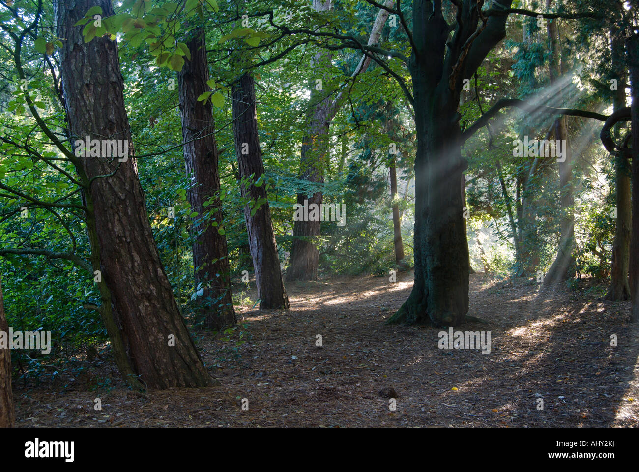 Beams of light permeate a country park grove Stock Photo - Alamy