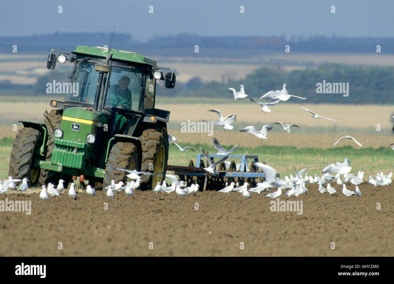 Tractor ploughing stubble with black headed gulls foraging Norfolk UK ...