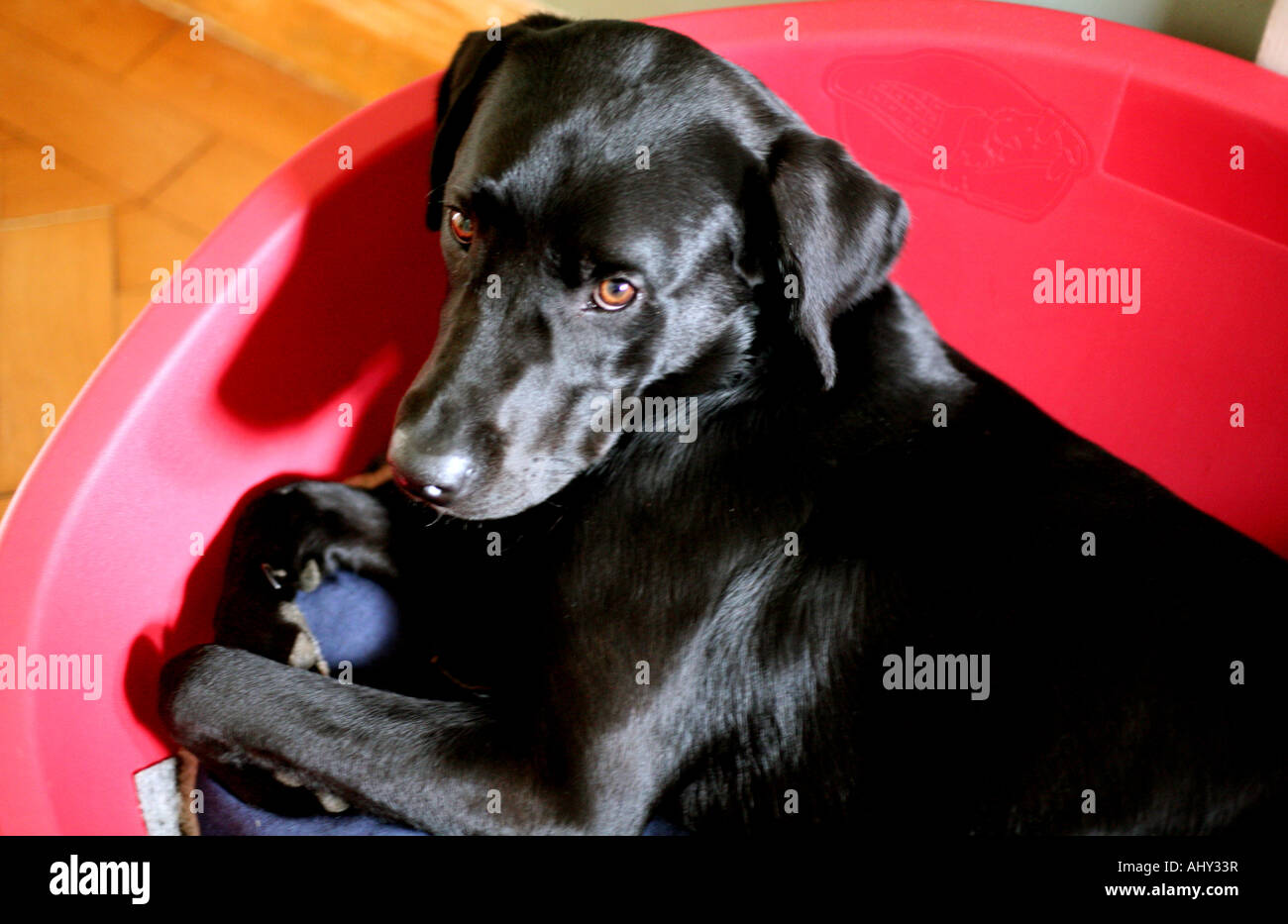 Black Labrador dog in his bed Stock Photo - Alamy