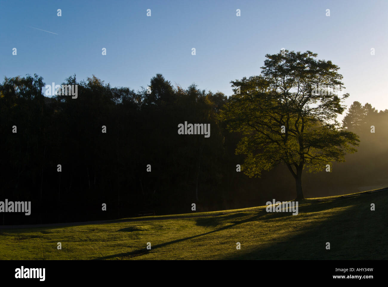 Tree lit by light from the morning sun Stock Photo - Alamy