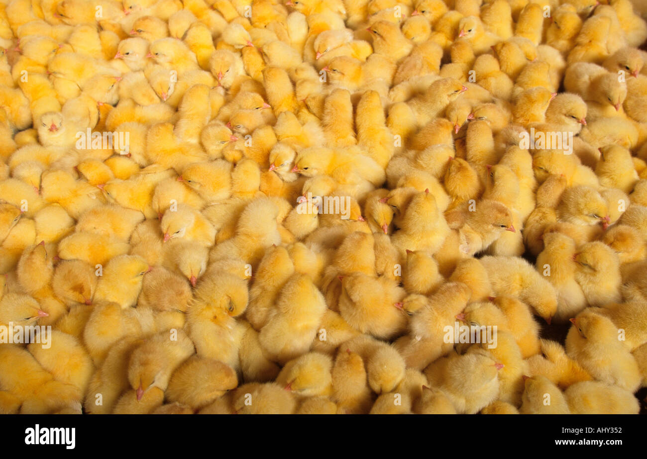 Newly hatched chicks in poultry rearing shed Stock Photo - Alamy