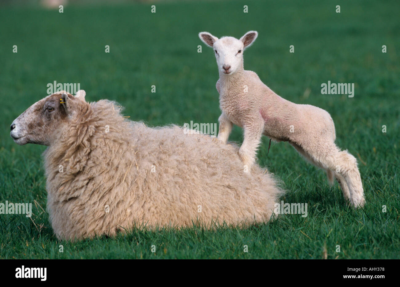 Ewe and lamb in Spring Stock Photo - Alamy