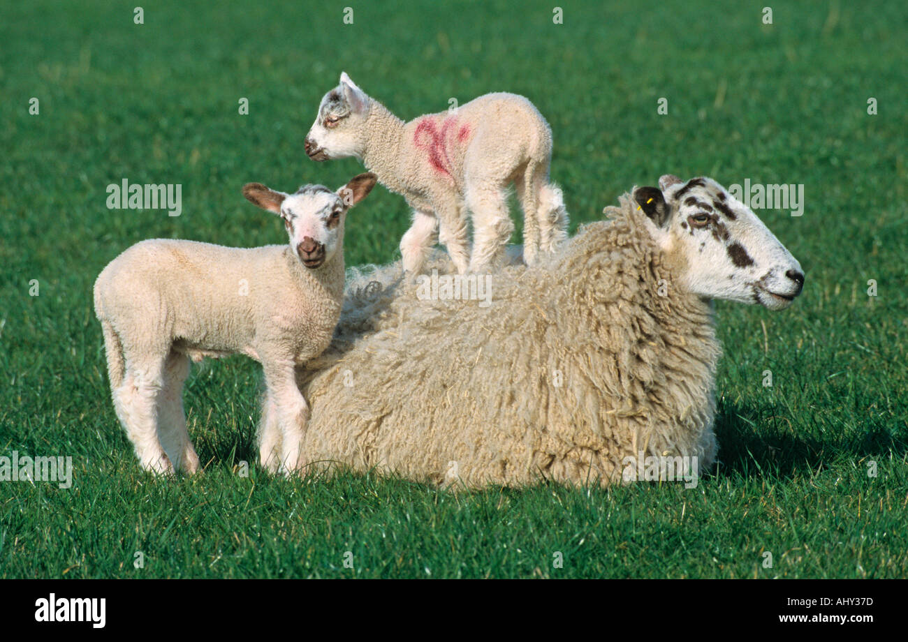 Lambs spring naughty hi-res stock photography and images - Alamy