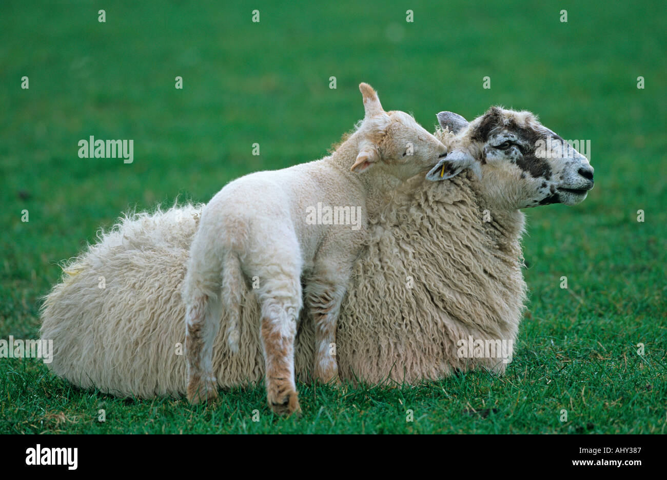 Spring born animals hi-res stock photography and images - Alamy