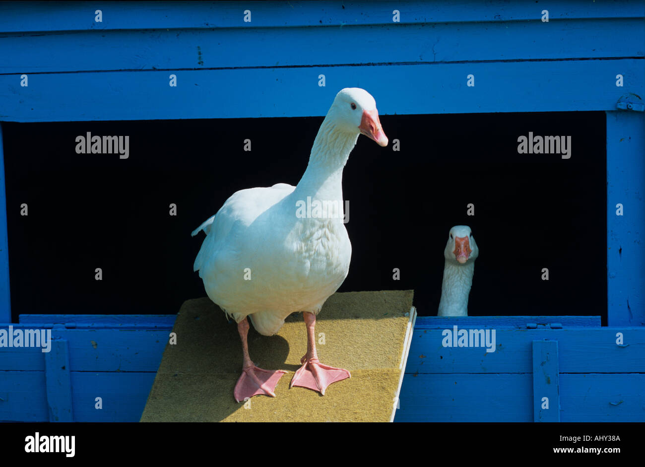 Domestic Emden Geese In Blue Shed Stock Photo - Alamy