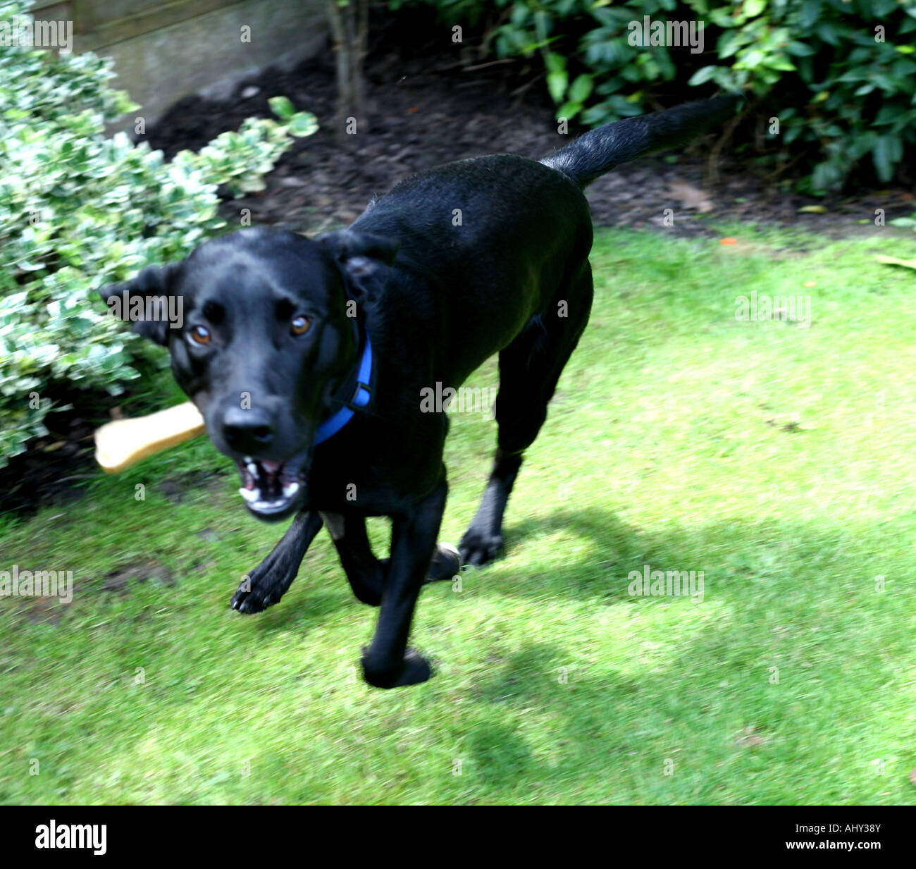 Bone in the nose hi-res stock photography and images - Alamy