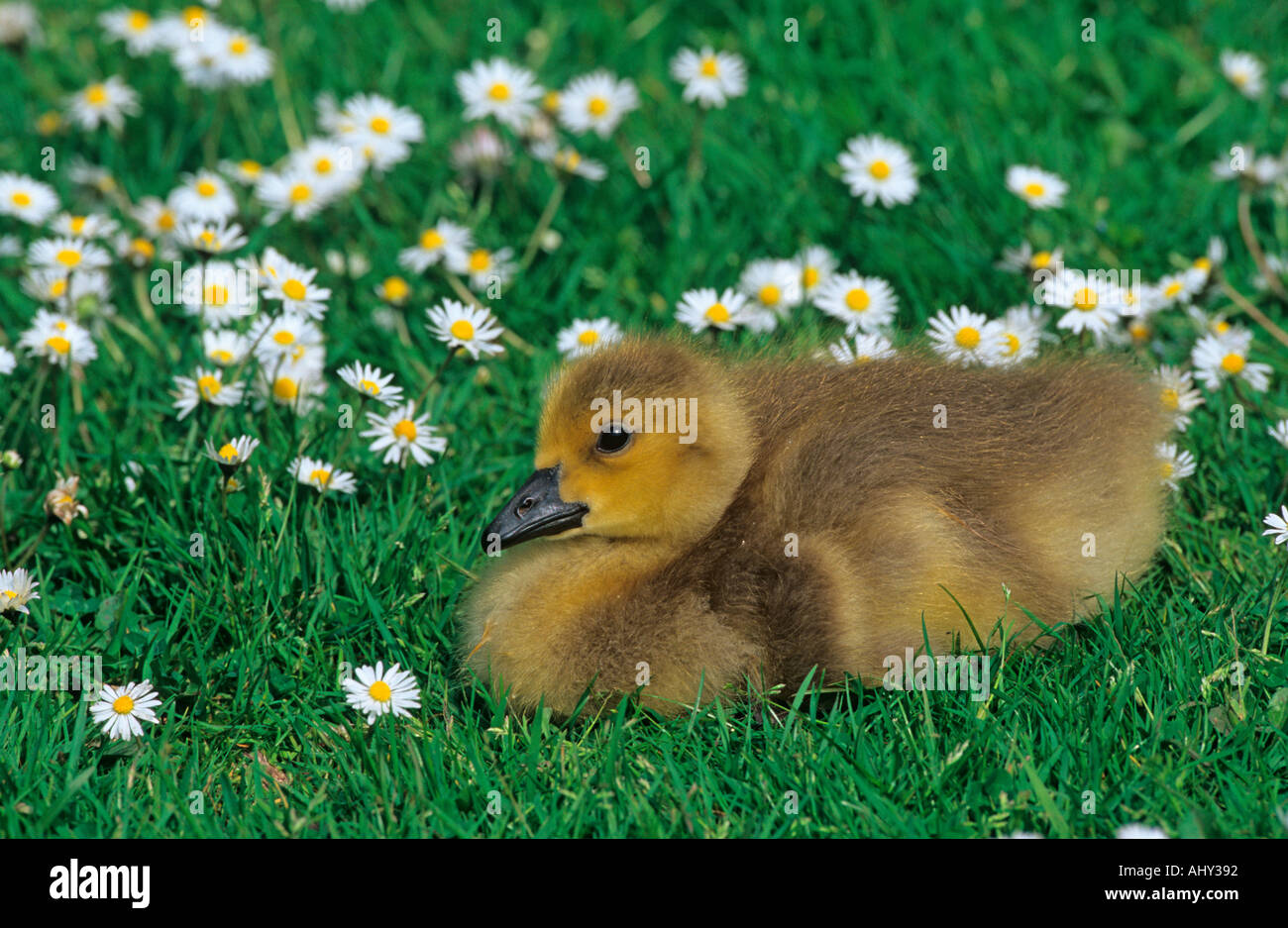 Goose plants hi-res stock photography and images - Alamy