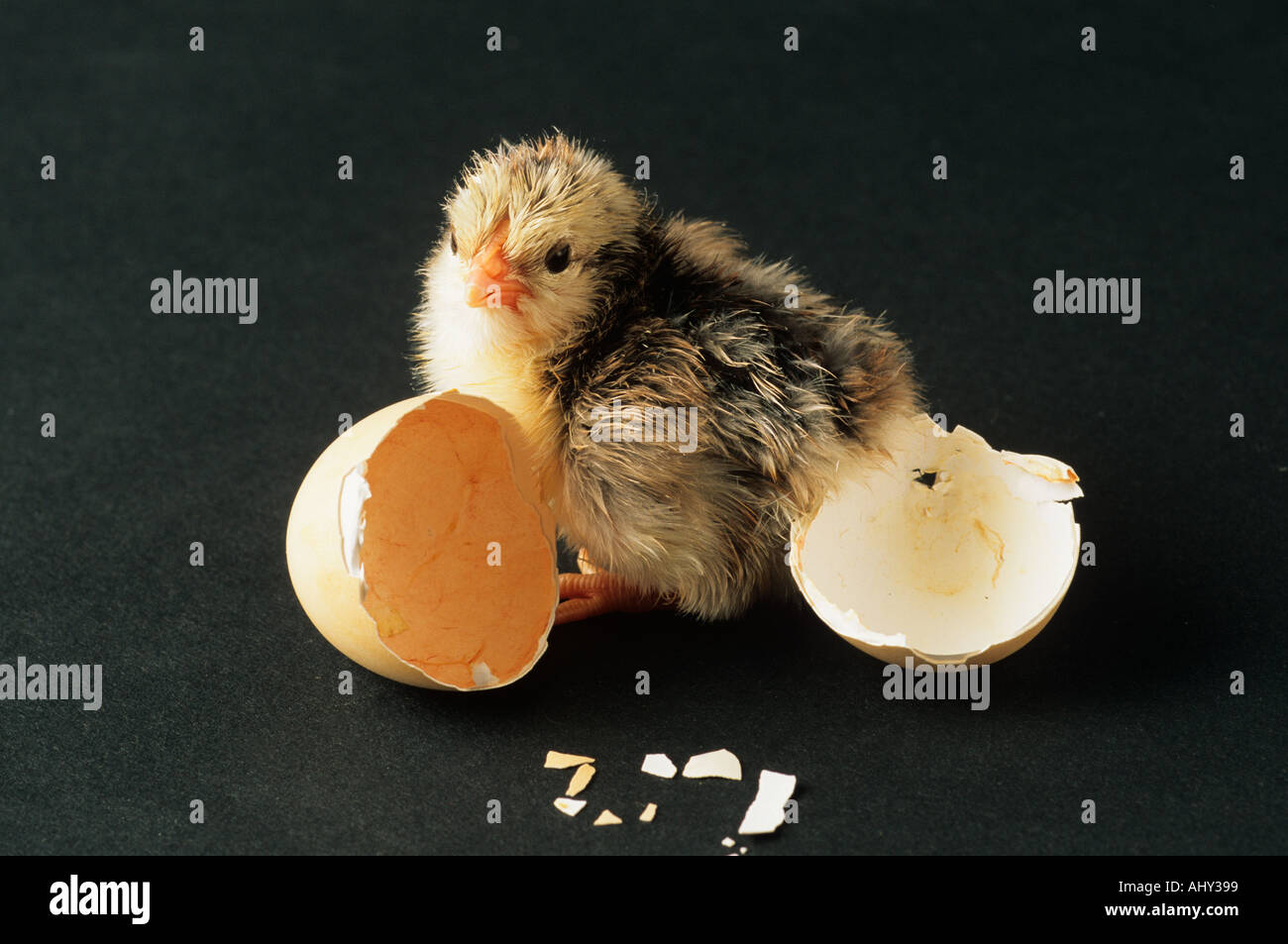 Hatching Chick after 21 Days Incubation 1 of 3 in sequence Stock Photo ...