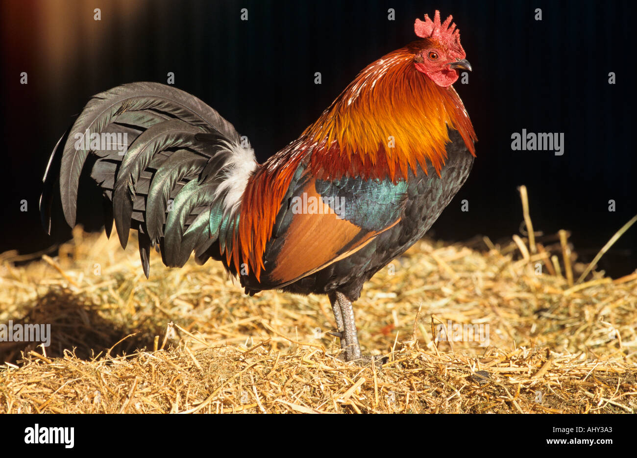 Jungle Fowl Cock Rare Breed Stock Photo - Alamy
