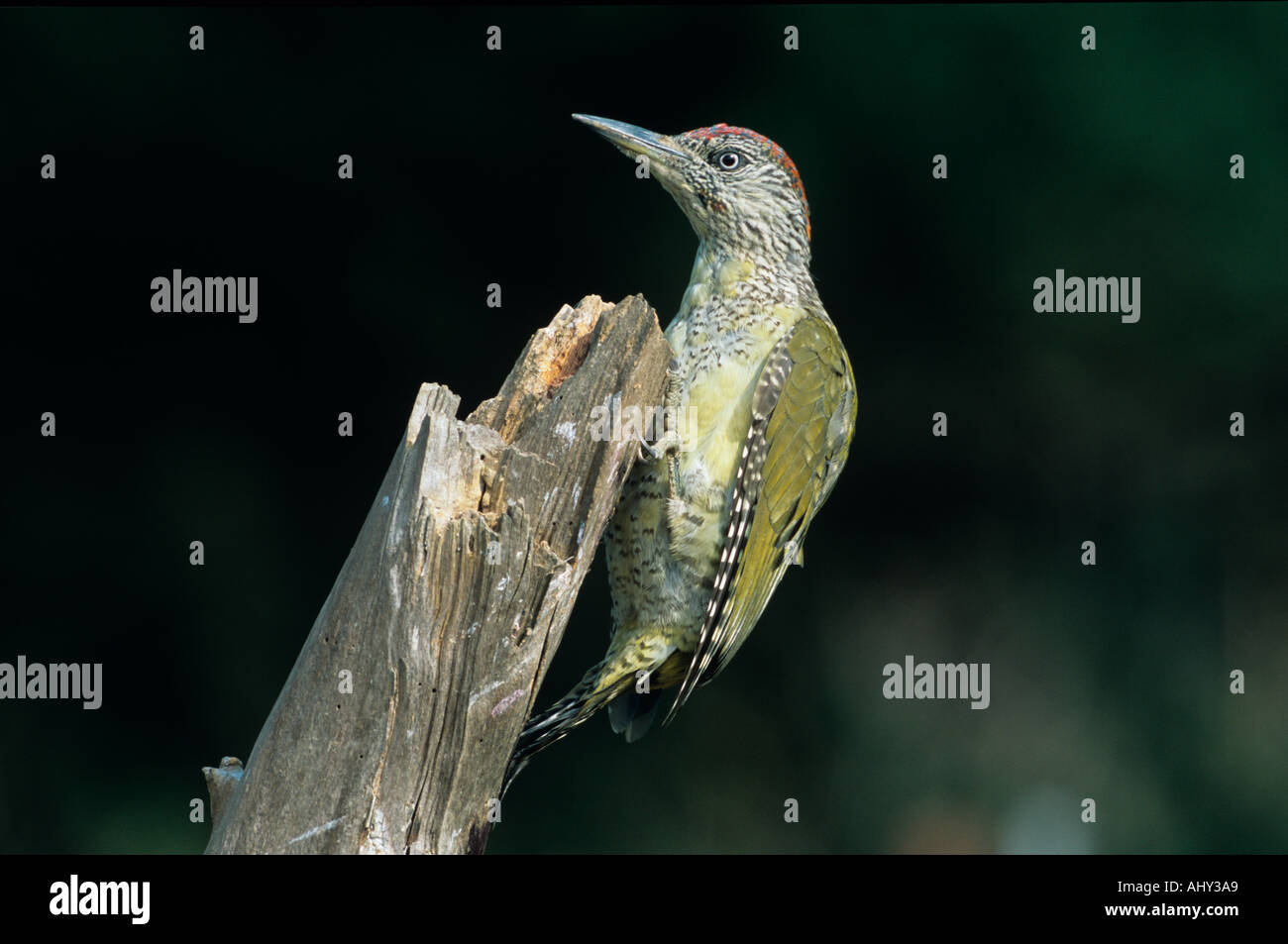 European green woodpecker Picus viridis Stock Photo - Alamy