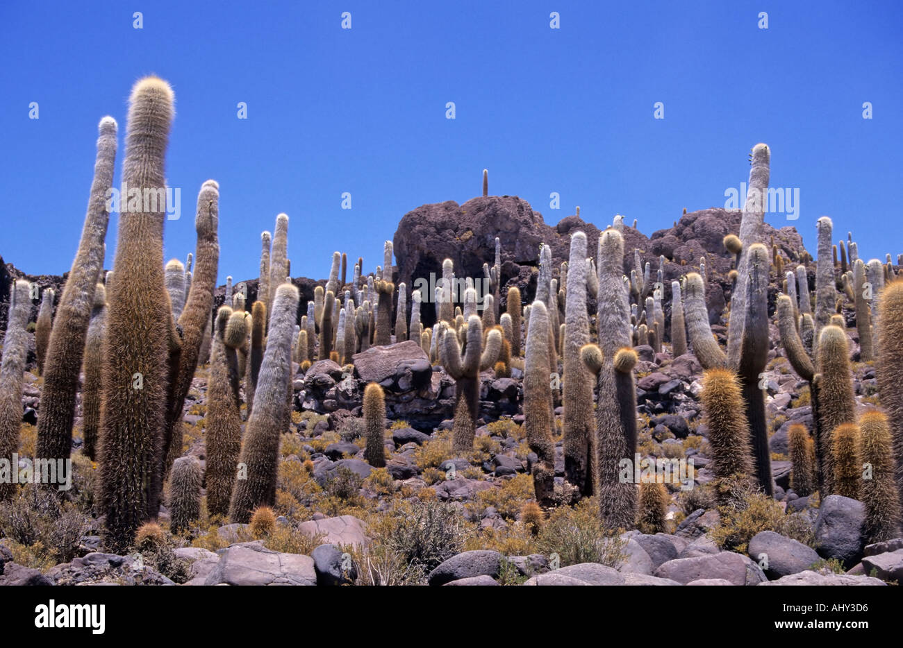 Cacti at Isla Pescado, Salar de Uyuni, Altiplano, Bolivia Stock Photo ...