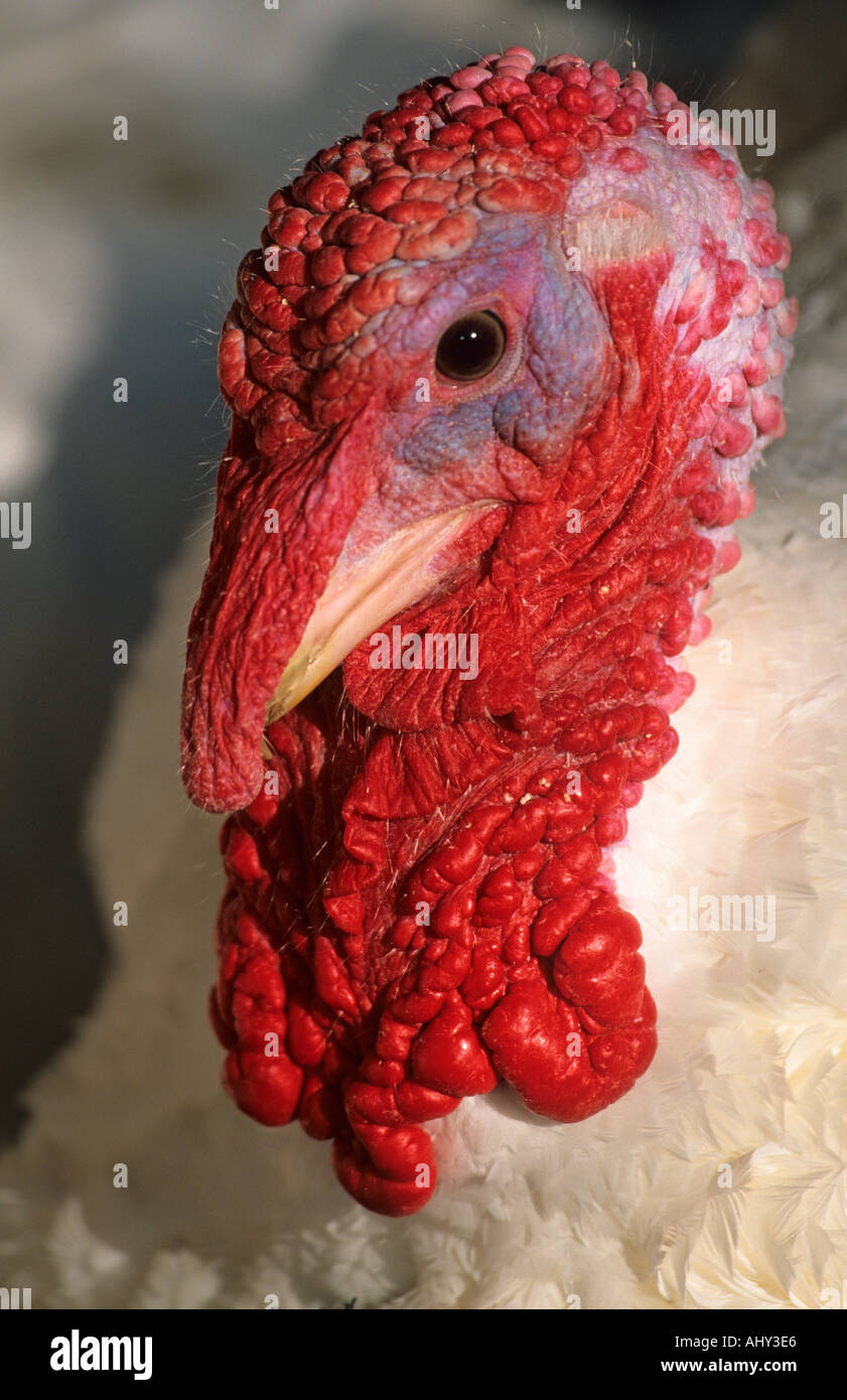 Domestic Turkey Portrait Stock Photo - Alamy