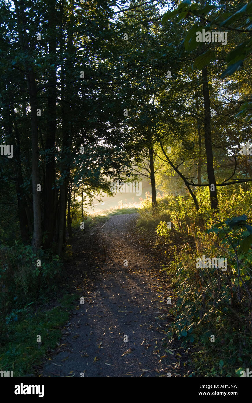 Country path lit by light from dawning sun Stock Photo - Alamy