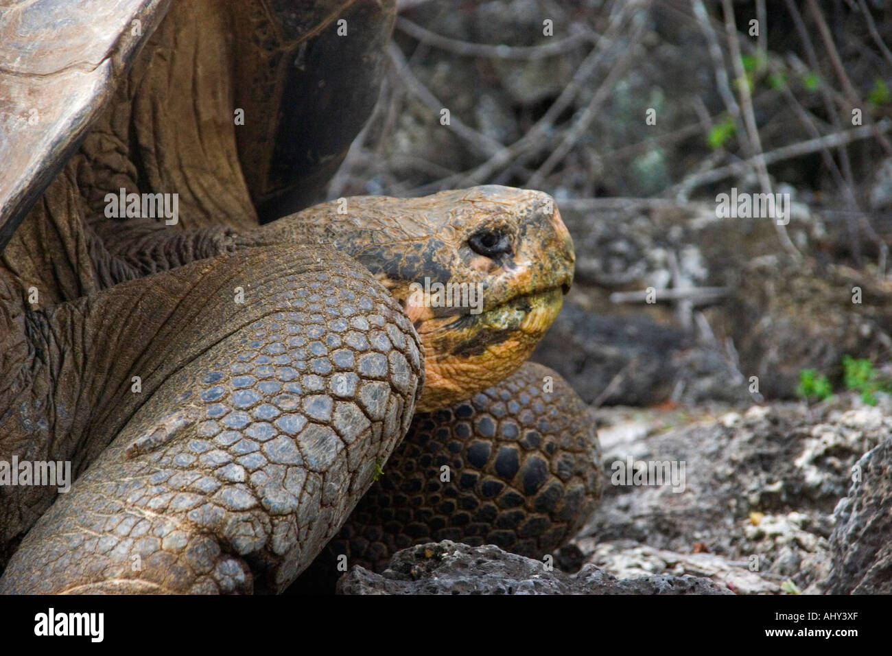 Endangered Giant Tortoise in the Santa Cruz Breeding Centre Galapagos ...