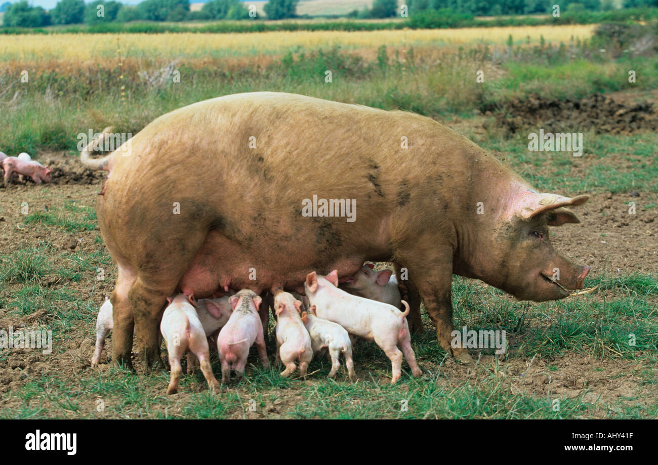 Large hogs hi-res stock photography and images - Alamy