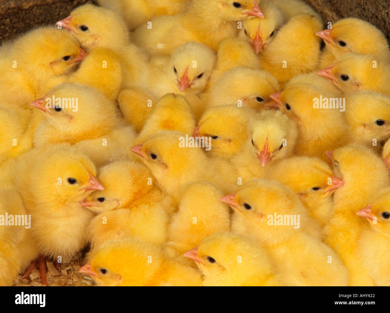 Newly hatched chicks in poultry rearing shed Stock Photo - Alamy