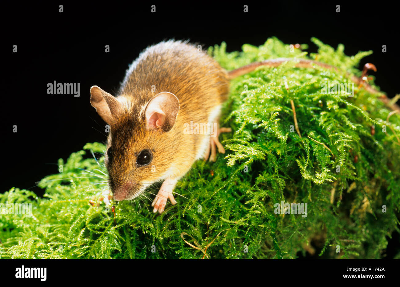 Wood mouse apodemus sylvaticus on hi-res stock photography and images ...