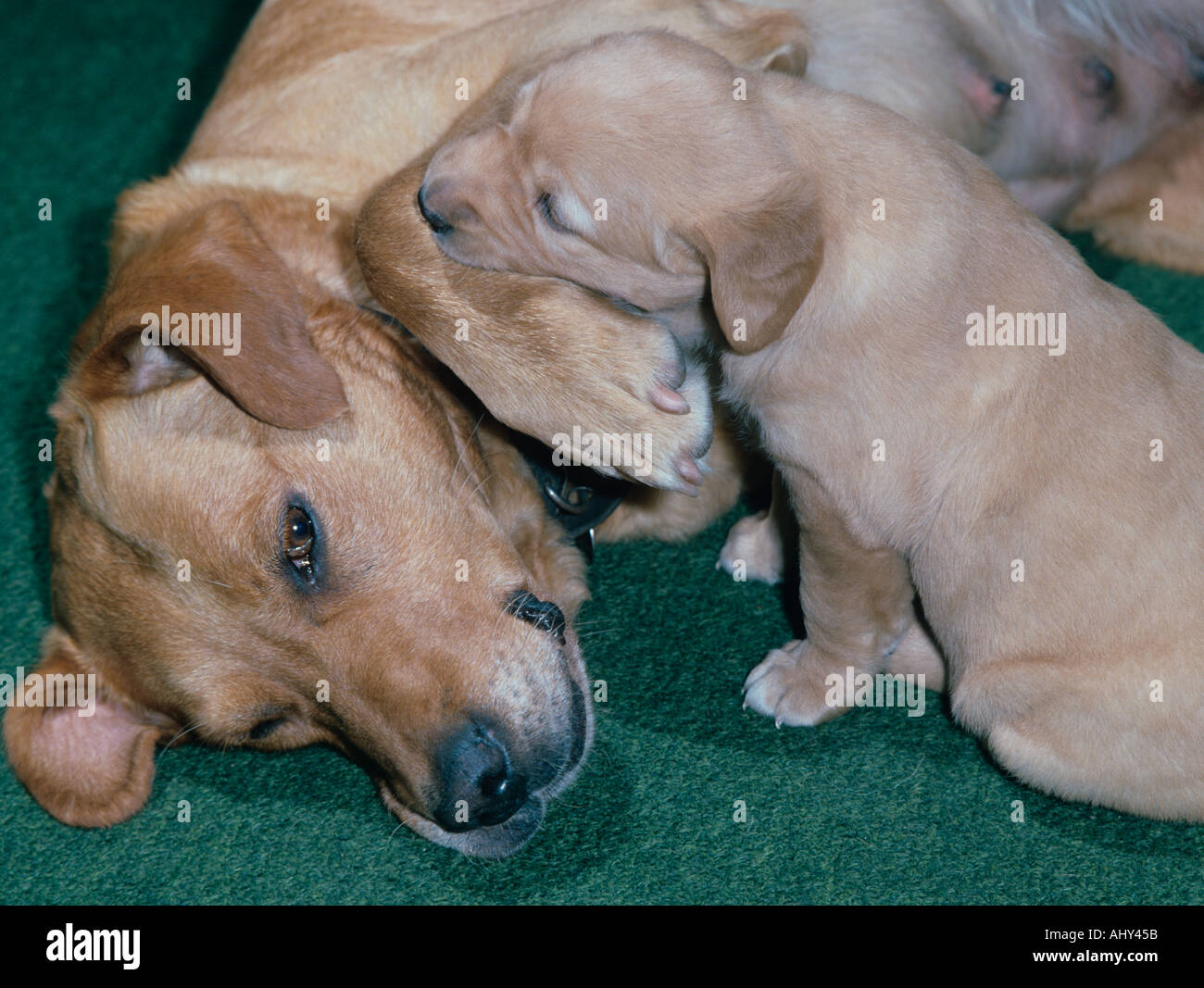 Yellow Labrador Puppy Playing With Mother Stock Photo - Alamy