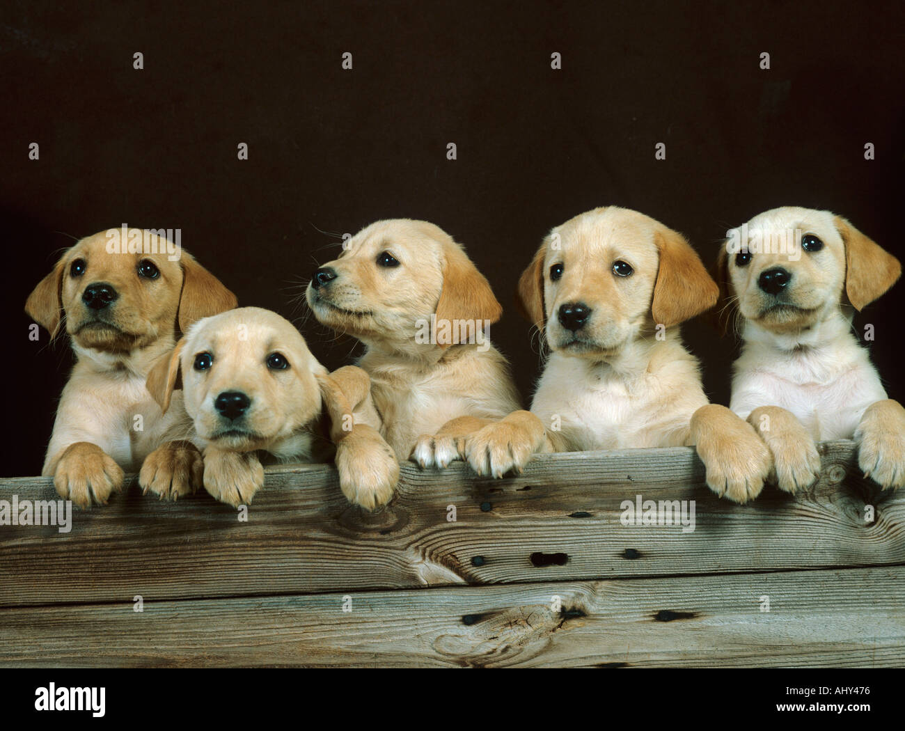 Yellow Labrador Puppies Five in a Row Stock Photo - Alamy