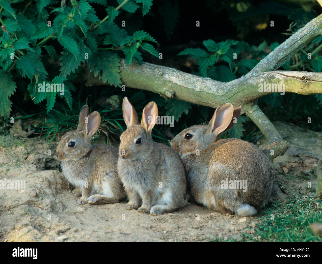 Young Rabbits and Doe Stock Photo - Alamy