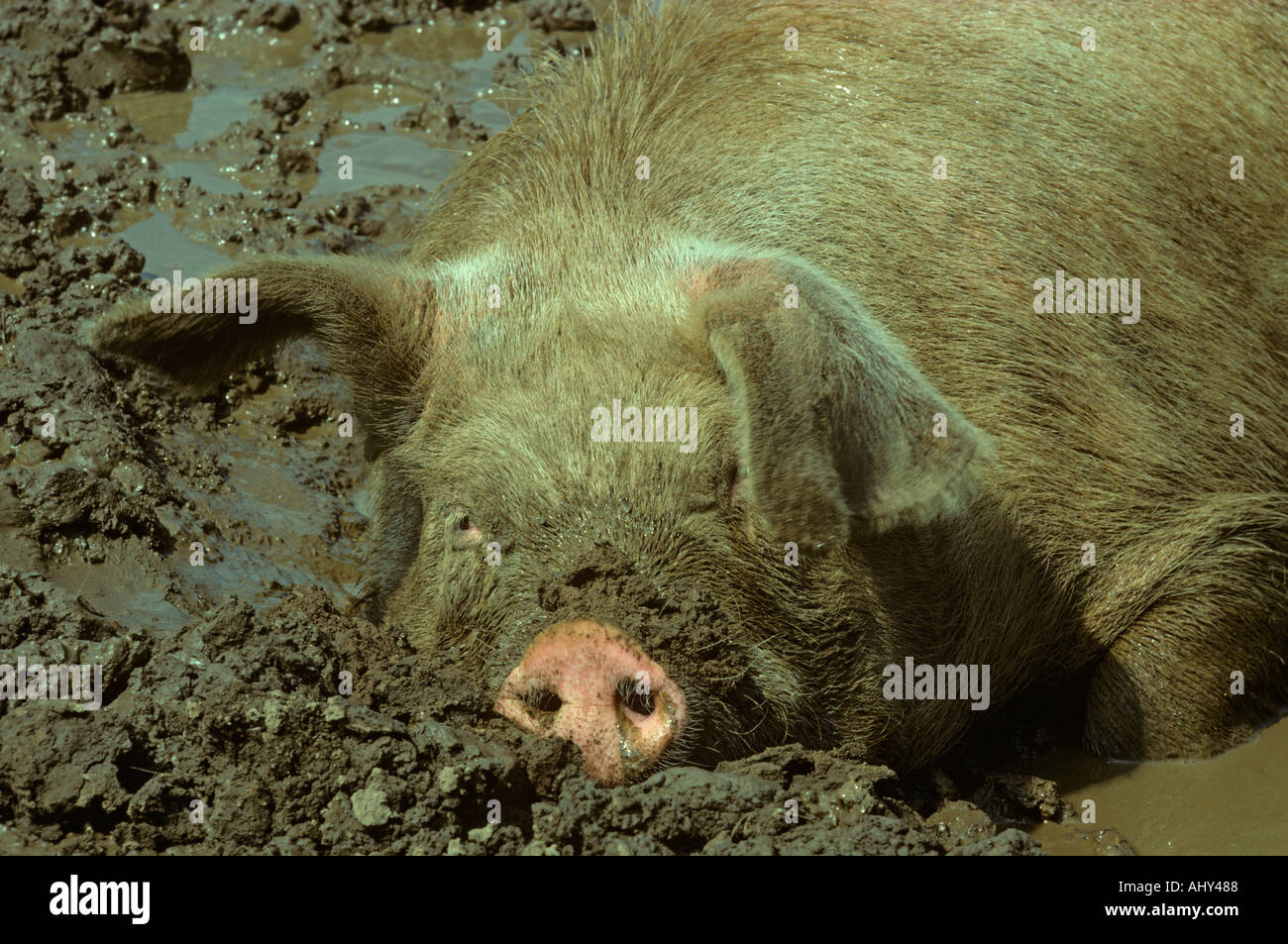 Pig cooling off hi-res stock photography and images - Alamy