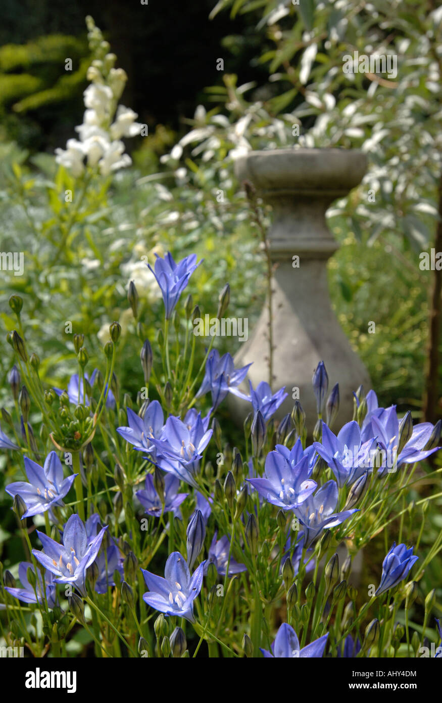 Brodiaea hi-res stock photography and images - Alamy