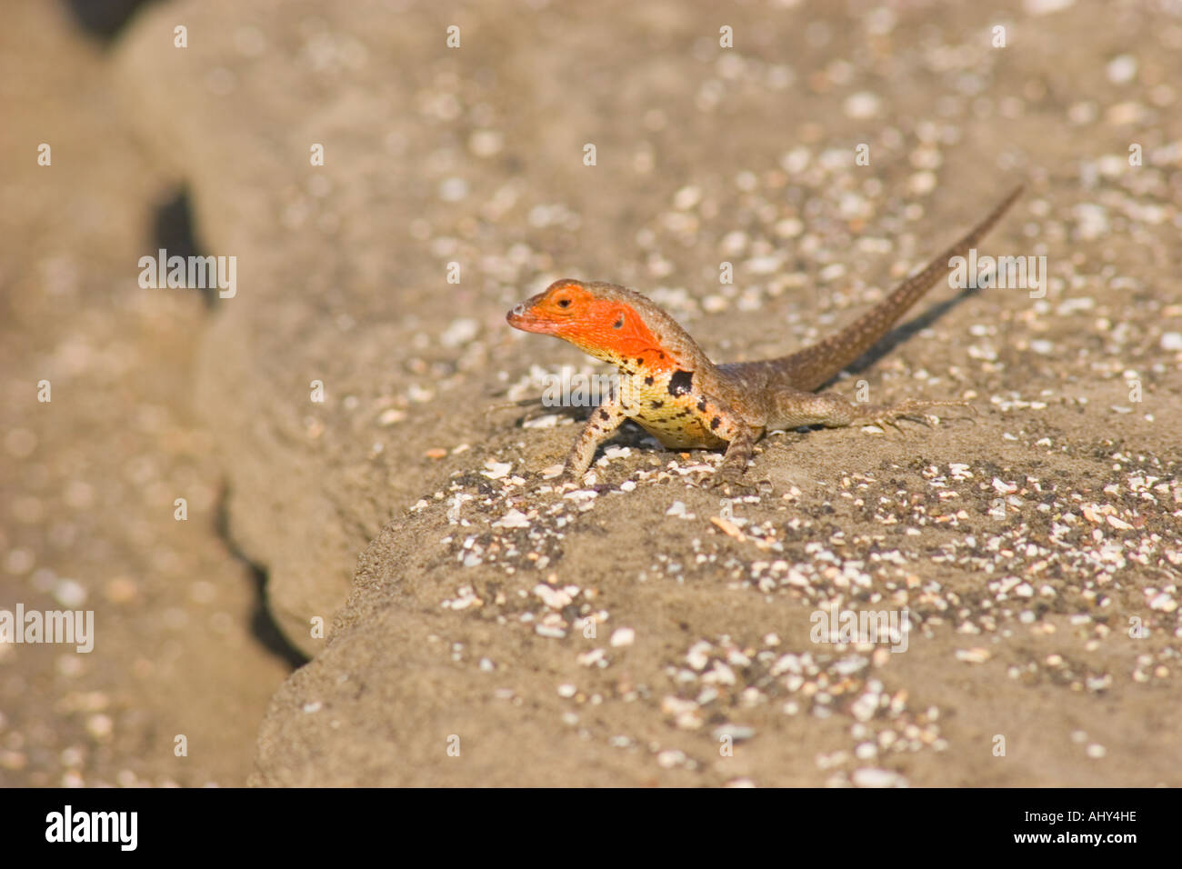 Lava Lizard Female Santiago Island Galapagos Stock Photo - Alamy