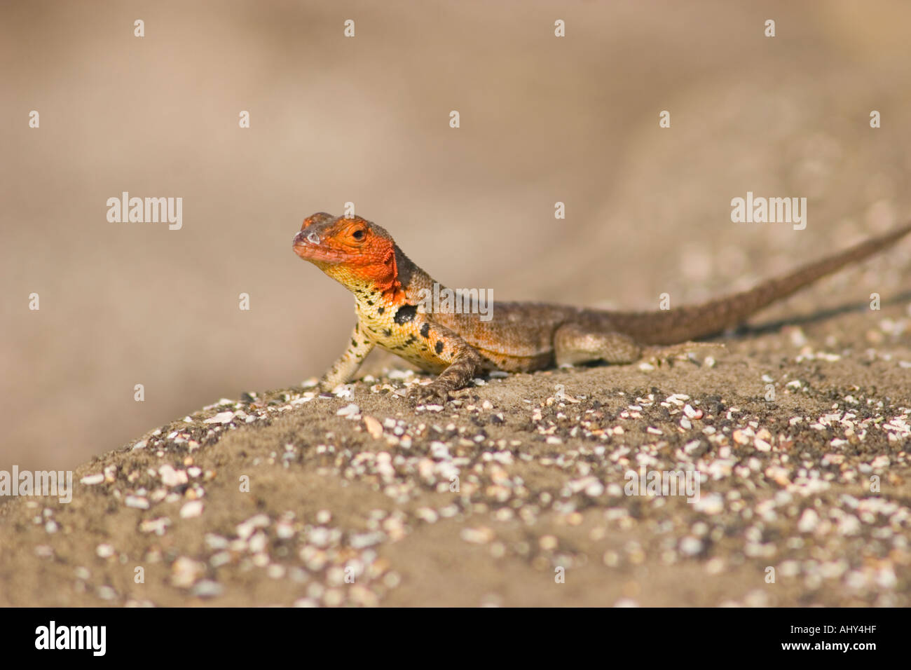 Lava Lizard Female Santiago Island Galapagos Stock Photo - Alamy