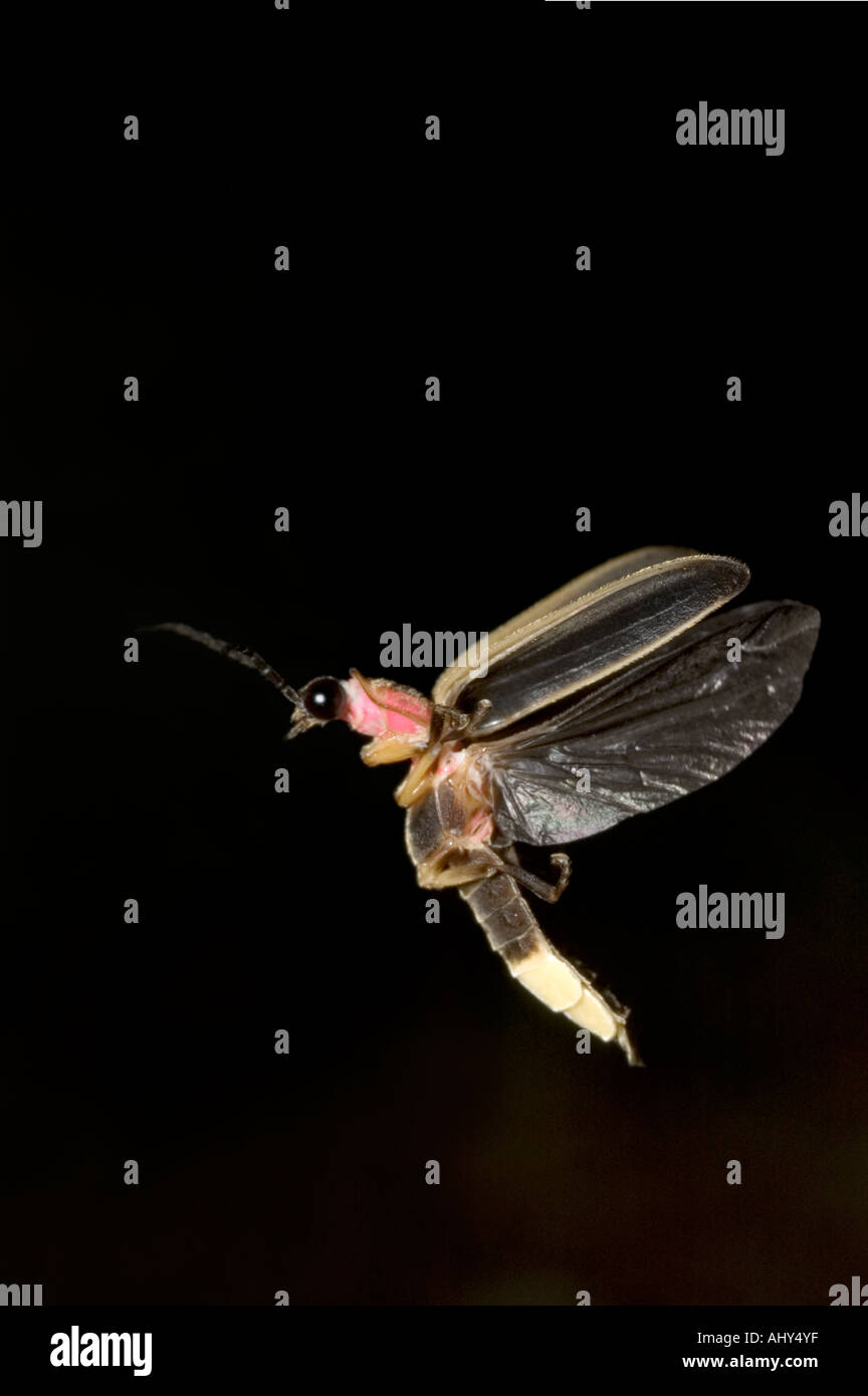 Lightning Bug Flying