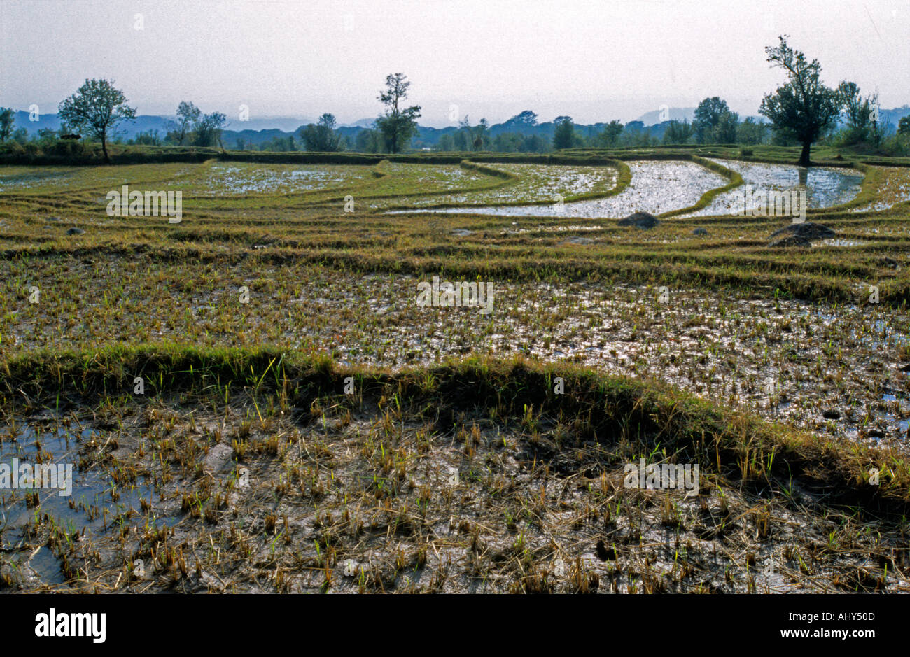 Wheat terrace field in the foot of Himalaya Himachal Pradesh India ...