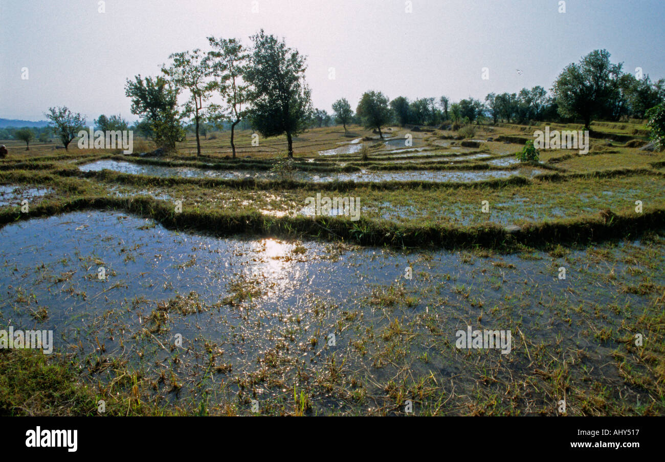 Wheat terrace field in the foot of Himalaya Himachal Pradesh India ...
