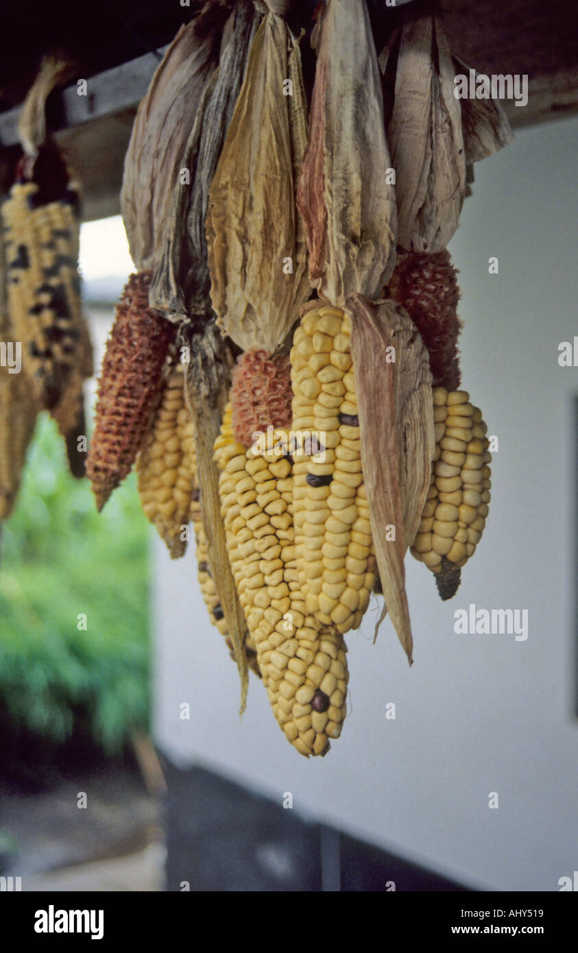 Maize hanging up to dry, Ecuador Stock Photo - Alamy