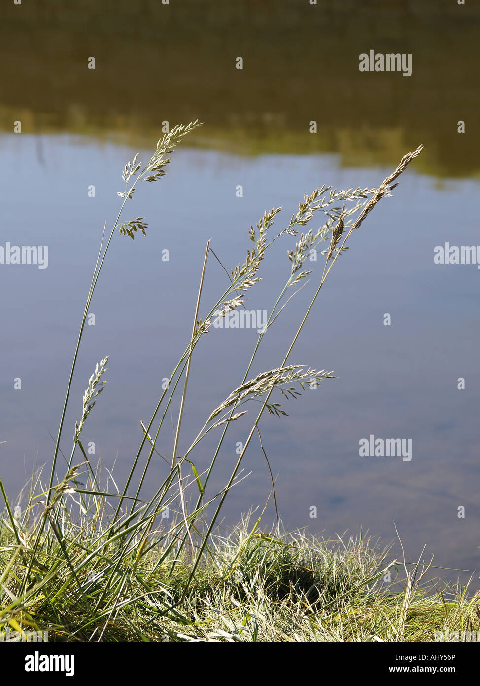 Wild grass in seed growing close to a river Stock Photo - Alamy