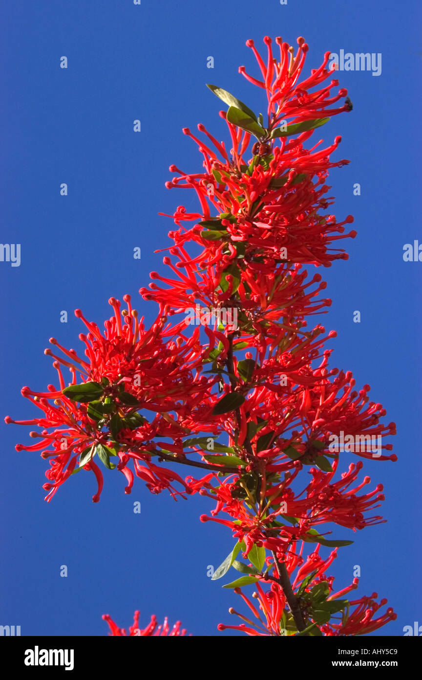 NOTRO FLOWERS (Embothrium coccineum) Patagonia AREGENTINA Stock Photo ...