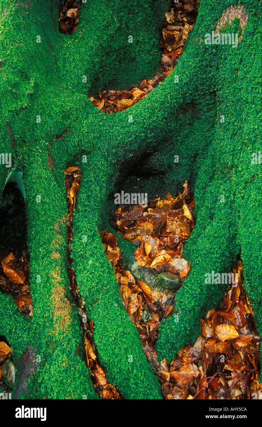 Hazel root leaf hi-res stock photography and images - Alamy