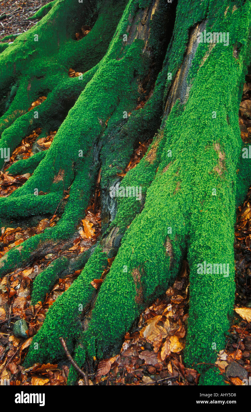 Tree roots in a hi-res stock photography and images - Alamy