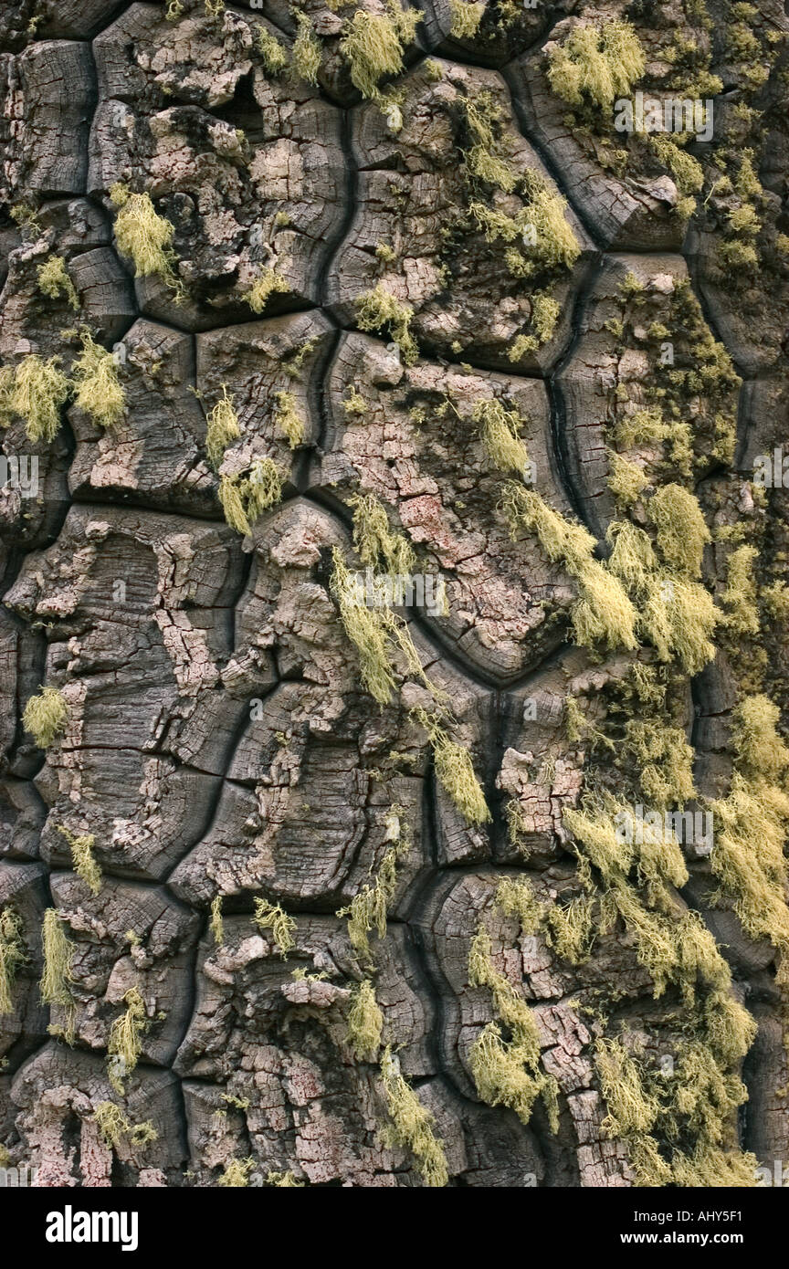 Monkey puzzle trees patagonia hi-res stock photography and images - Alamy