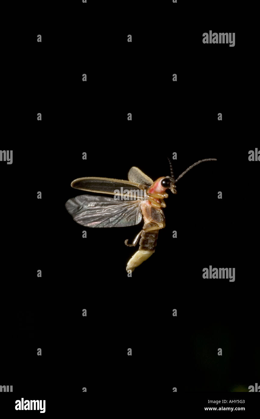 Pennsylvania firefly hi-res stock photography and images - Alamy