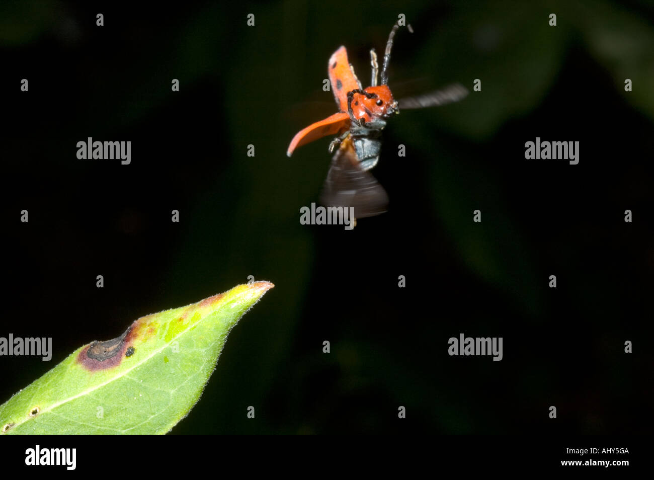 Milkweed beetle Tetraopes tetraopthalmus in flight Stock Photo - Alamy