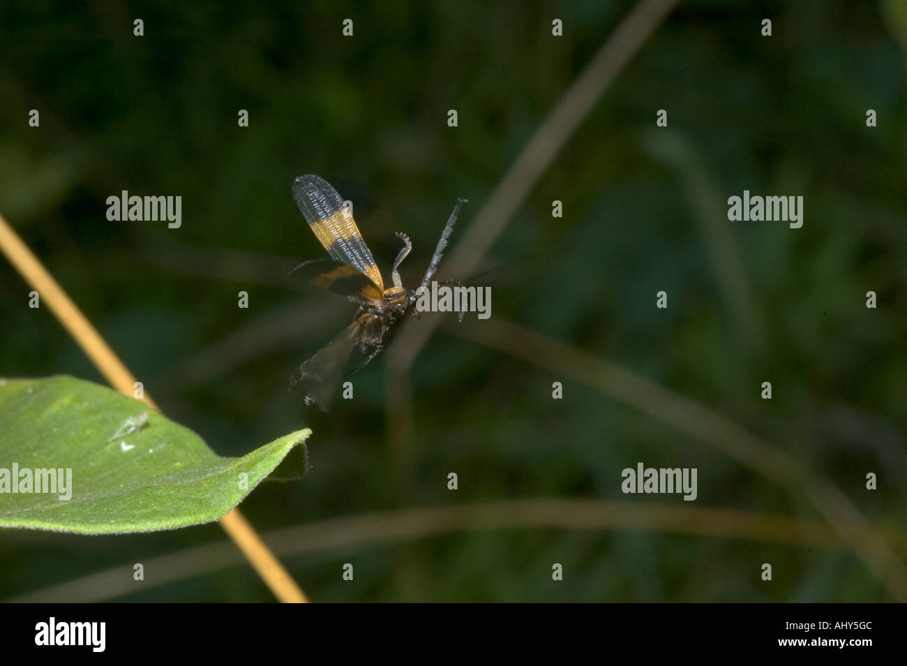 Banded net-wing beetle in flight. Calopteron reticulatum Stock Photo ...