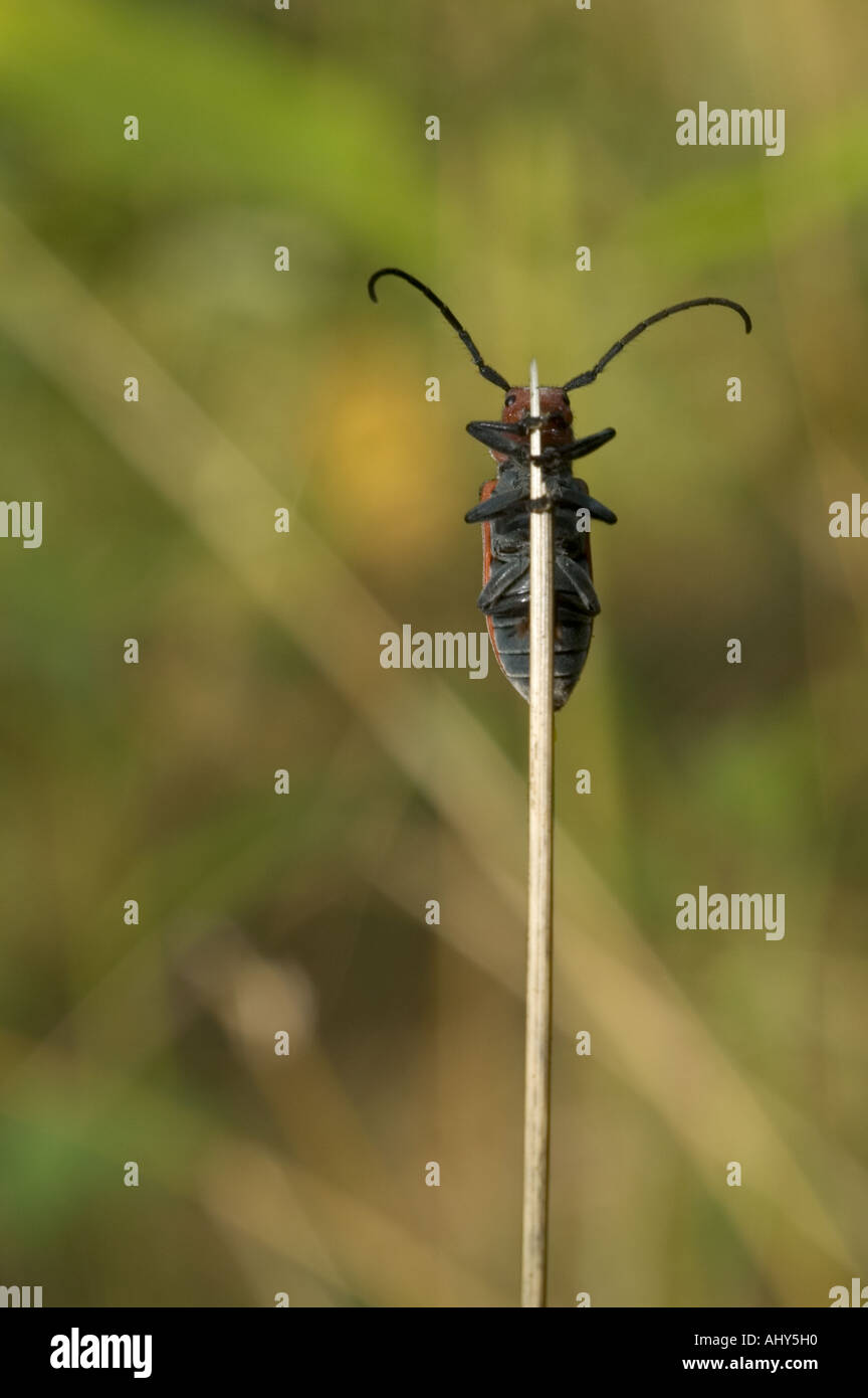 Beetle top view hi-res stock photography and images - Alamy