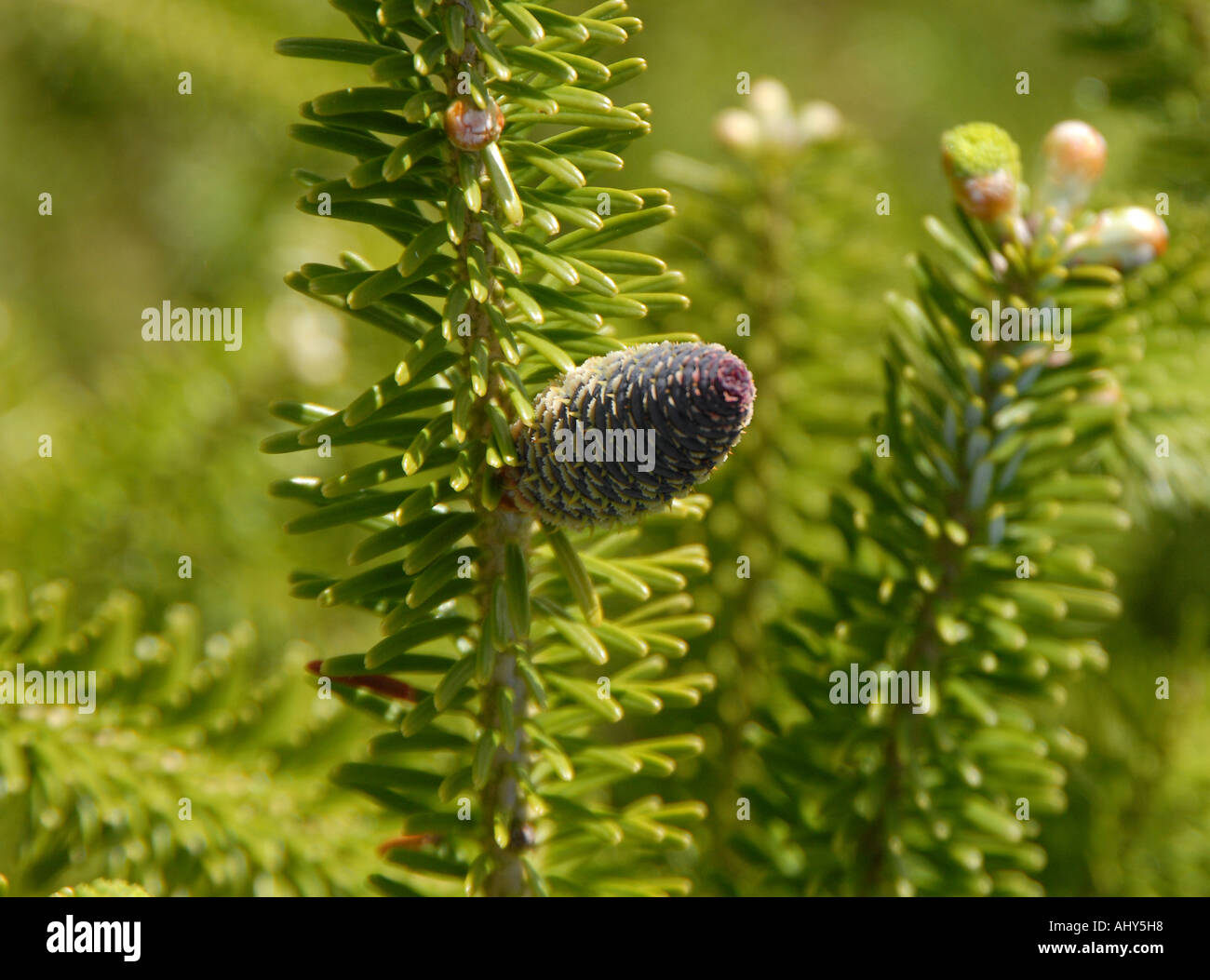 Australian pine purple cones Stock Photo - Alamy