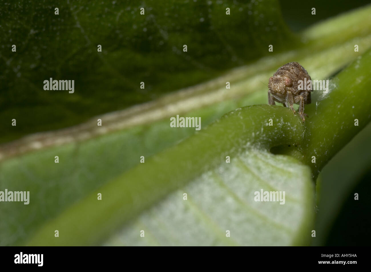 Nymph of planthopper Acanalonia mimics a bud Stock Photo - Alamy