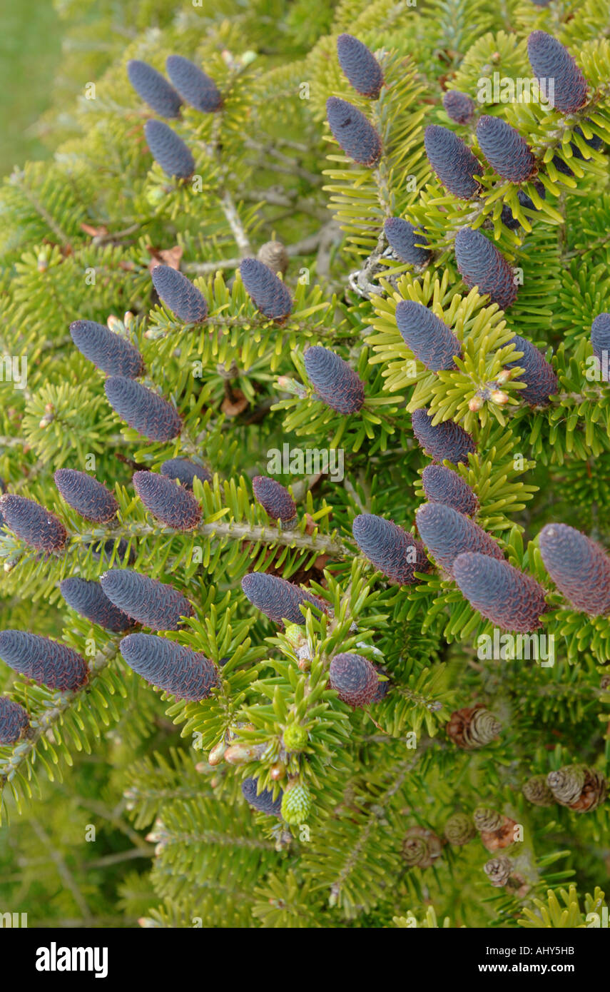 Australian pine purple cones Stock Photo - Alamy