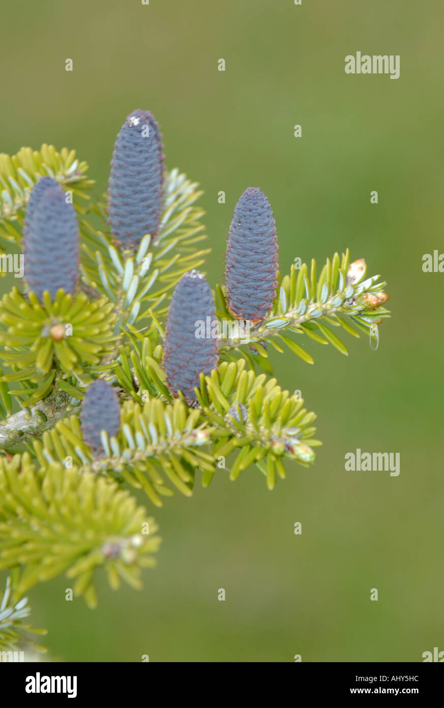 Australian pine purple cones Stock Photo - Alamy