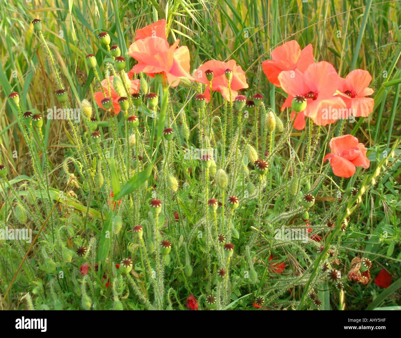 Poppy flowers at dusk. Kent, England Stock Photo - Alamy