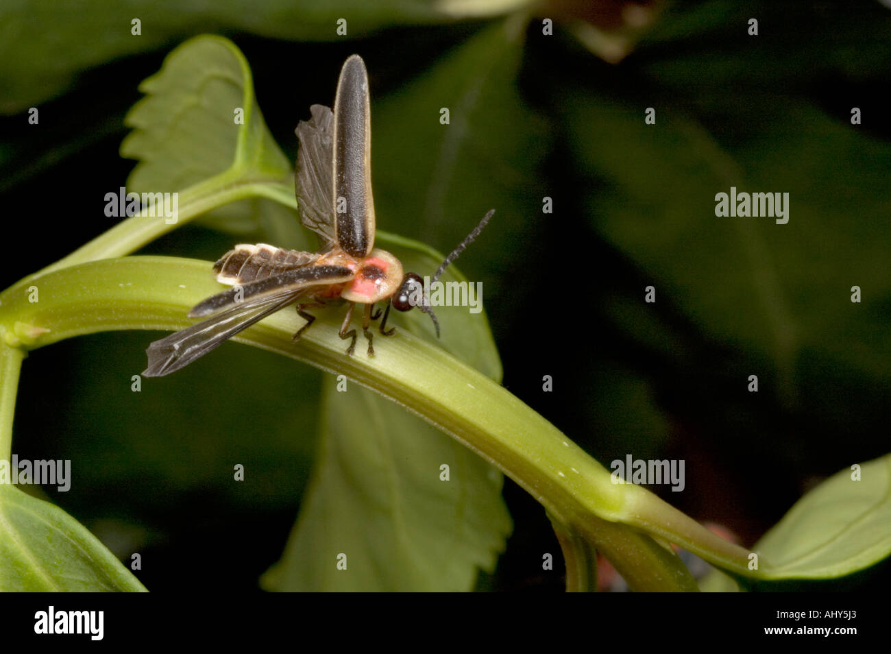 Firefly insects hi-res stock photography and images - Alamy