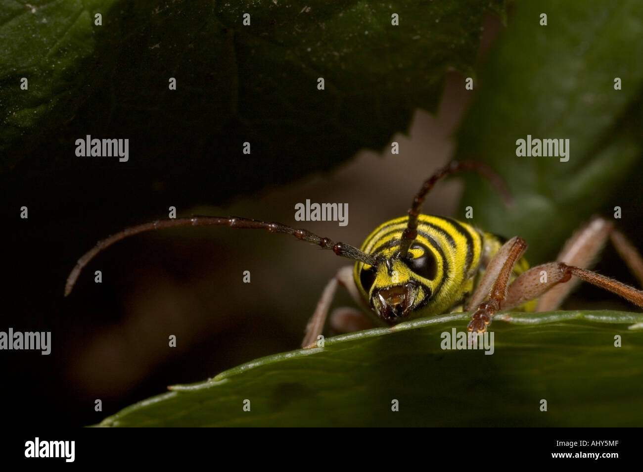Locust face hi-res stock photography and images - Alamy