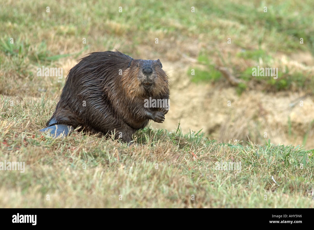 Beaver Castor canadensis standing on hind feet and looking at camera ...