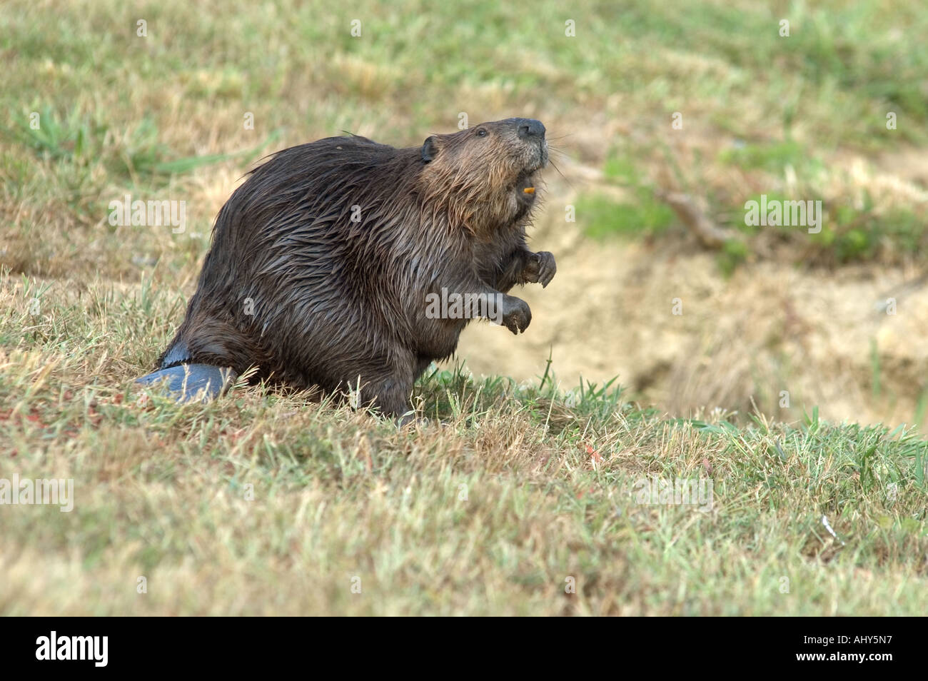 Beaver Castor canadensis standing on hind feet with mouth open ...